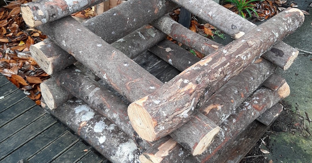 Growing Edible Mushrooms on Logs: A Beginner's Guide – The Mushroom Smith